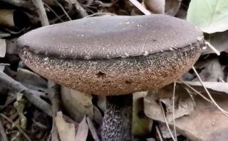 黑牛肝菌什么人不能吃_黑牛肝菌中毒症状