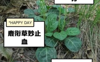 鹿衔草能治什么病_鹿衔草的功效与作用