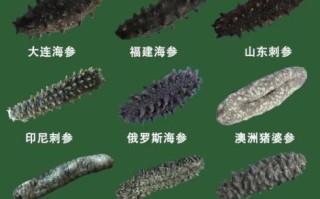 海参的种类有哪些_如何区分刺参与光参