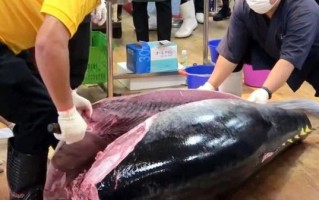 金枪鱼刺身刀工全过程_如何切出完美纹理