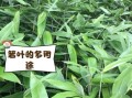 箬叶种植技术_箬叶一亩收益多少