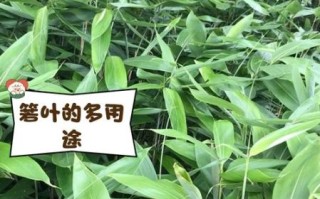 箬叶种植技术_箬叶一亩收益多少