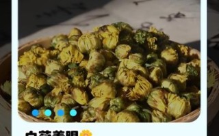 白菊花泡水喝的功效与禁忌_哪些人不能喝
