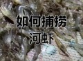 野生河虾怎么抓_野生河虾捕捉方法