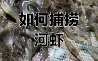 野生河虾怎么抓_野生河虾捕捉方法