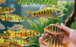 山区冷水适合养什么鱼_冷水鱼养殖品种推荐