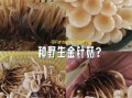 金针菇怎么种_金针菇种植技术