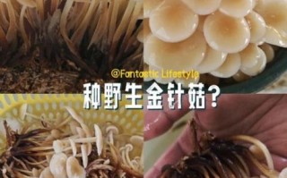 金针菇怎么种_金针菇种植技术