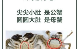大闸蟹怎么挑选_实拍图怎么看真假