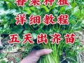 香菜什么时候种最合适_香菜种植方法步骤