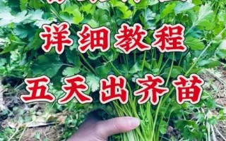 香菜什么时候种最合适_香菜种植方法步骤