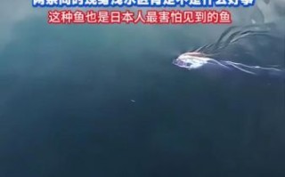 皇带鱼可以吃吗_皇带鱼有毒吗