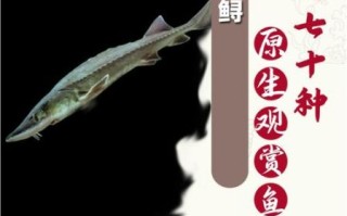 中华鲟和鲟龙鱼的区别_中华鲟是鲟龙鱼吗