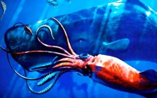 巨型乌贼有多大_真实体型数据揭秘