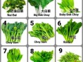蔬菜有哪些种类_蔬菜怎么分类
