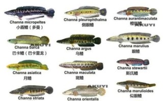 黑鱼怎么钓_用什么钓饵最有效