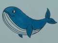 鲸鱼简笔画怎么画_鲸鱼简笔画步骤