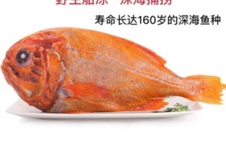 长寿鱼价格多少钱一斤_长寿鱼为什么这么贵
