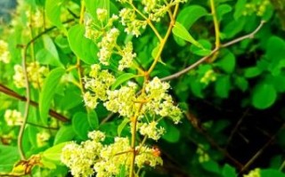 雷公藤图片长什么样_雷公藤和钩吻怎么区分