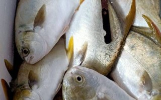 金昌鱼的营养价值_金昌鱼适合什么人吃