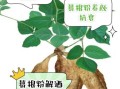 葛根粉的功效与作用_葛根粉的禁忌人群有哪些
