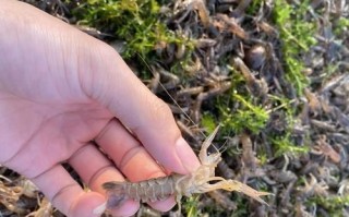澳洲淡水小龙虾怎么养_澳洲淡水小龙虾价格多少钱一斤