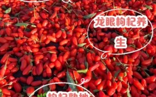 枸杞壮阳一天吃几粒_怎么吃效果最好