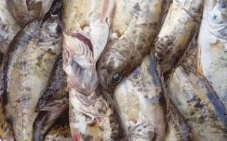 桂花鱼图片_如何挑选鲜活桂花鱼