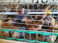 乌骨鸡苗多少钱一只_乌骨鸡苗价格行情