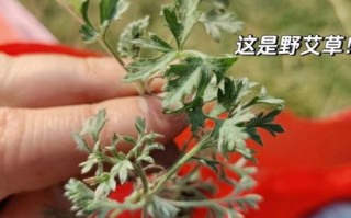 茵陈和青蒿的区别_怎么分辨