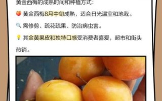 金西梅是什么水果_金西梅图片怎么分辨真假