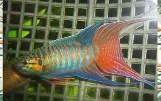 叉尾斗鱼怎么养_叉尾斗鱼图片鉴赏