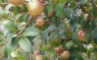 油茶籽价格多少钱一斤_油茶籽价格走势