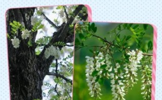 国槐花为什么不能吃_国槐花和洋槐花的区别