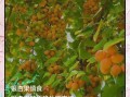 银杏果图片_如何正确食用