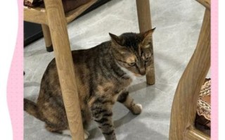 精武鸭脖加盟哪家好_如何挑选靠谱品牌