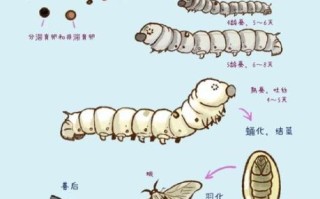 蚕的生长过程图片顺序_蚕宝宝几天结茧