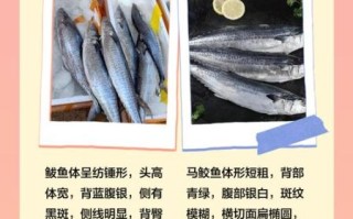 鲅鱼怎么读_鲅鱼读音是什么