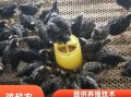 芦花鸡苗批发价格_芦花鸡苗哪里买