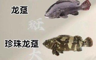 海石斑鱼价格多少钱一斤_海石斑鱼怎么挑选最新行情