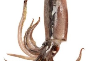 乌贼高清图片哪里找_乌贼高清图片怎么拍