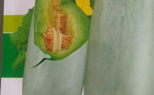 北方种的菜瓜叫什么瓜_菜瓜和黄瓜区别