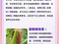 玉米须桑叶茶能降血糖吗_玉米须桑叶茶的功效与作用