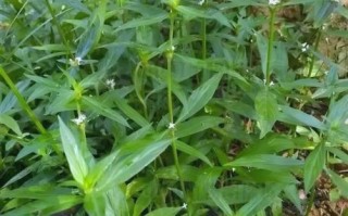 鲫鱼胆草的功效与作用_鲫鱼胆草怎么用效果最好