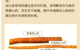 麻山药和铁棍山药的区别_哪个更好