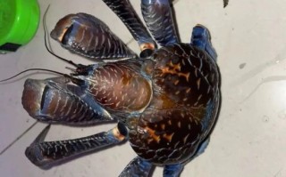 椰子蟹多少钱一只_椰子蟹价格为什么这么贵