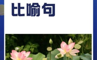 荷花怎么形容_荷花句子唯美短句