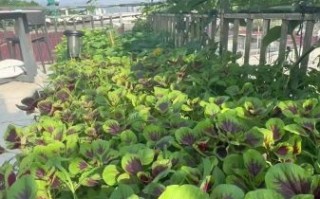 笕菜怎么种_笕菜和菠菜的区别