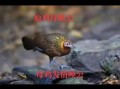 野山鸡叫的声音mp3哪里下载_野山鸡叫声能吸引母鸡吗