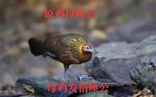 野山鸡叫的声音mp3哪里下载_野山鸡叫声能吸引母鸡吗